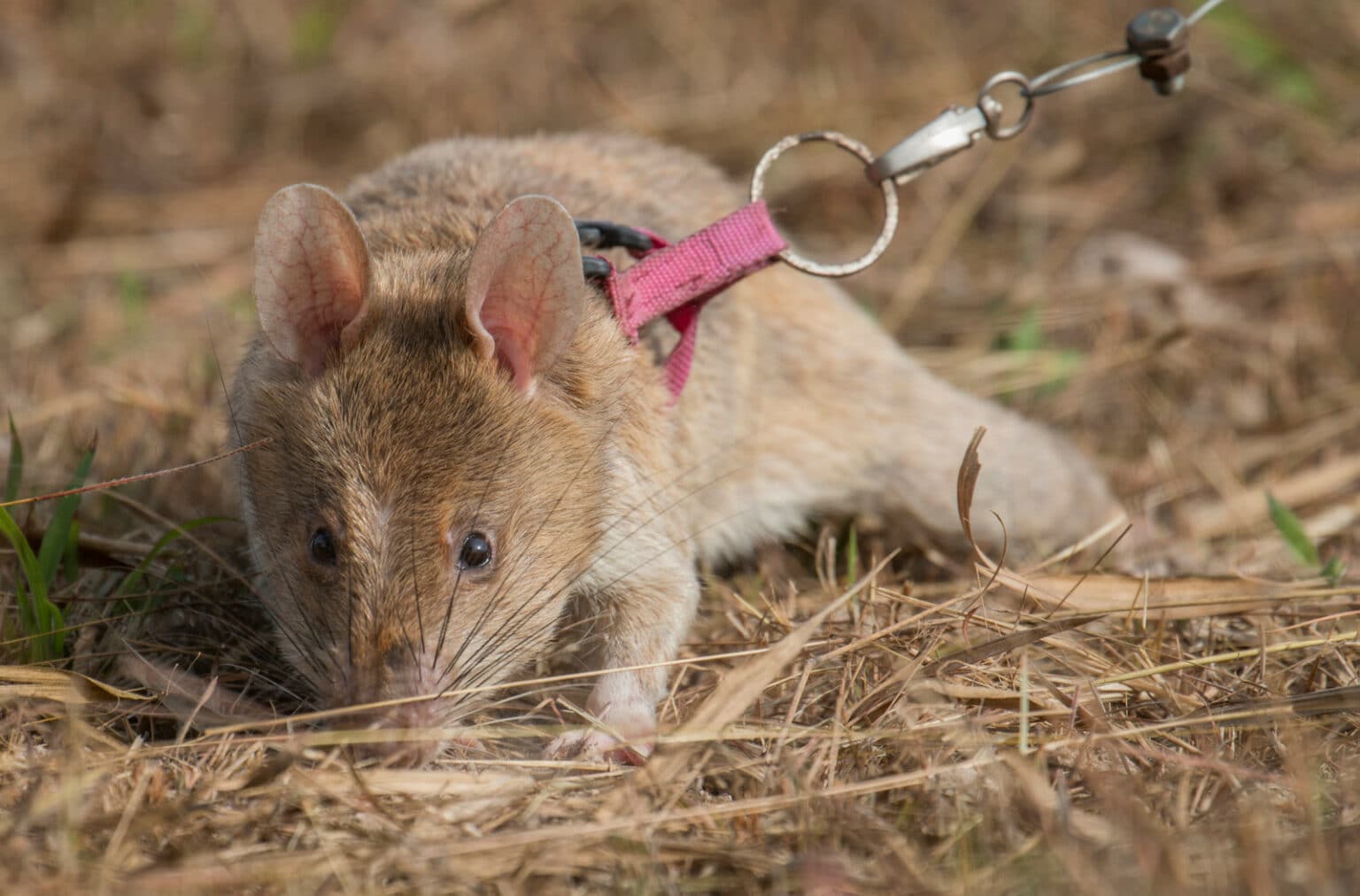 RODENTS OF UNUSUAL SIZE (ROUS) • APOPO
