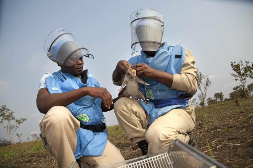 Mine Action Gallery • APOPO