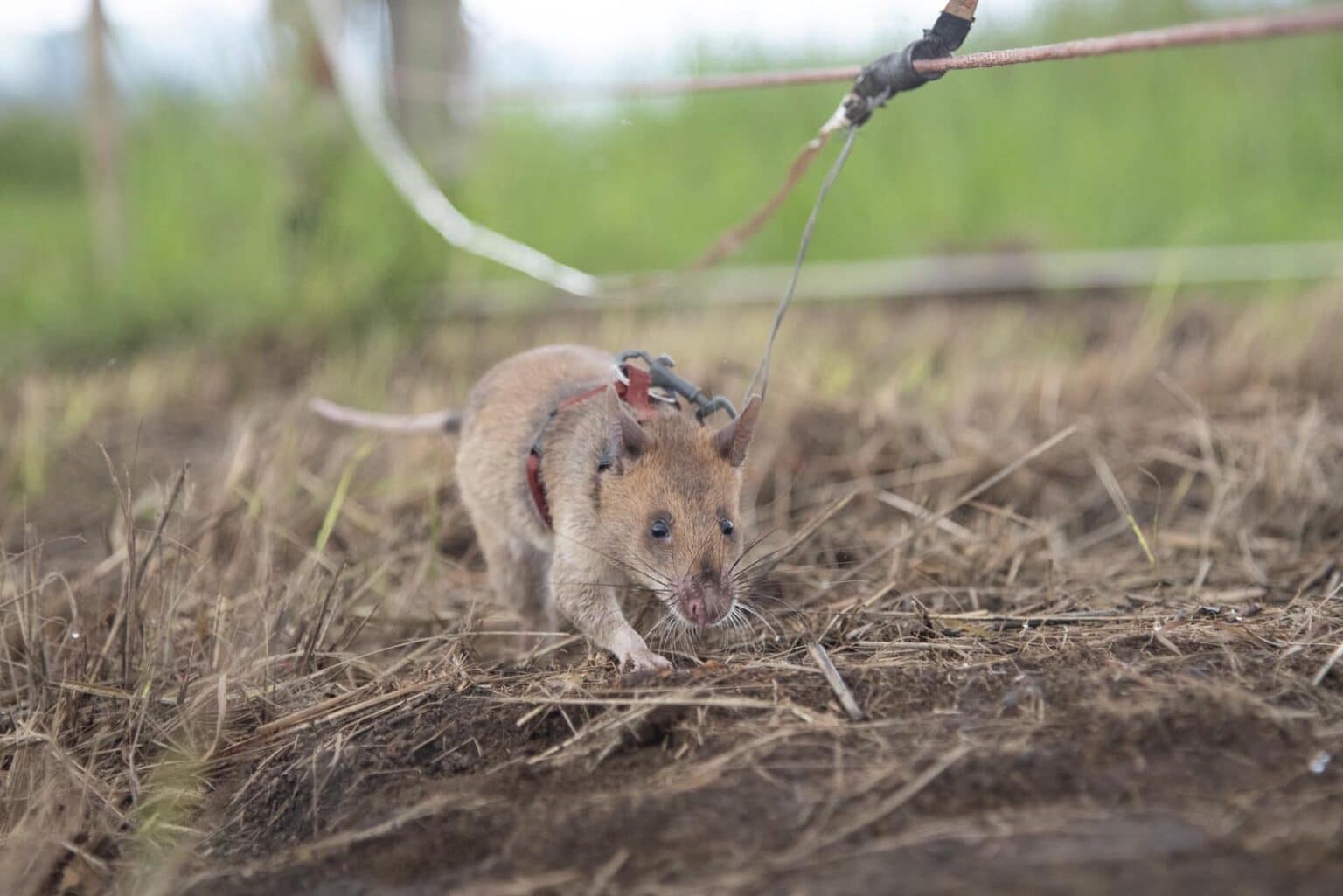 Landmines In Angola