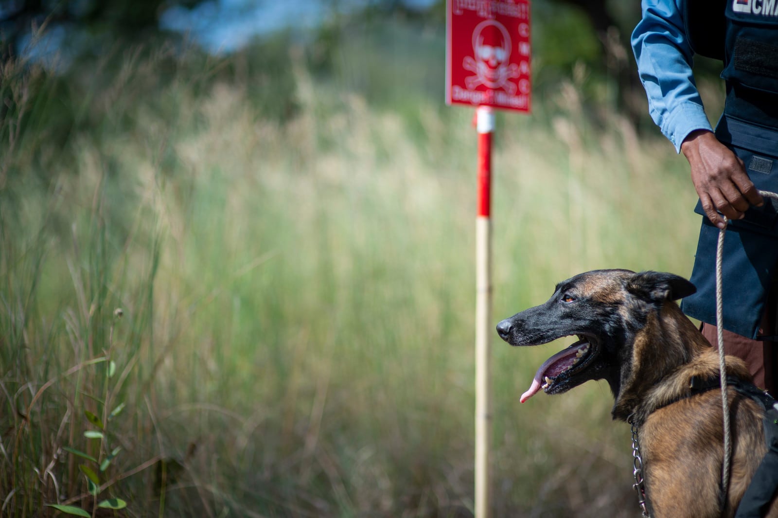 HeroDOG FAQs: Find Out All About APOPO's Trained Demining Dogs