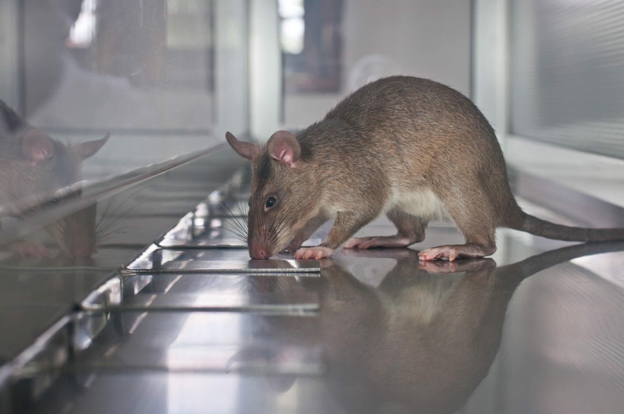 Detecting Tuberculosis - APOPO