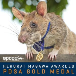 PDSA Gold Medal For HeroRAT Magawa • APOPO