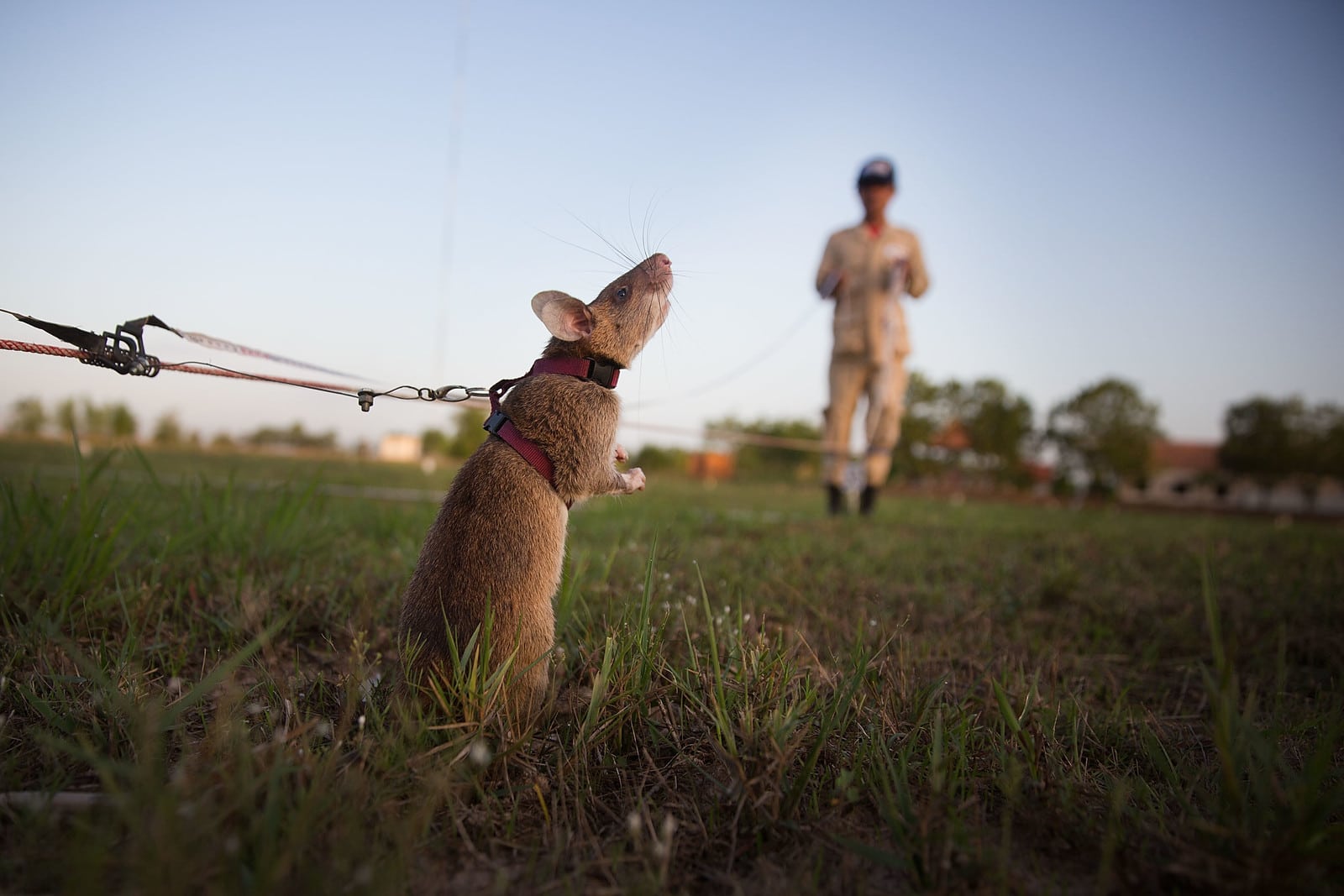 Where We Work • APOPO