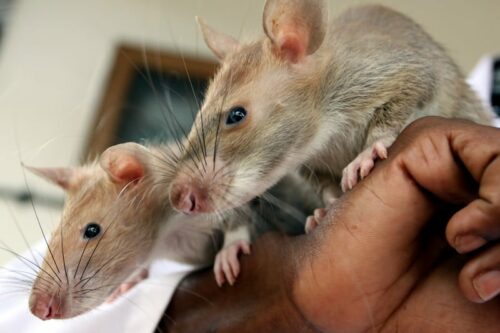 Who We Are • APOPO