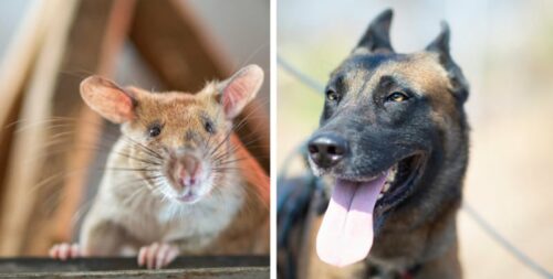 Training Rats To Save Lives • APOPO