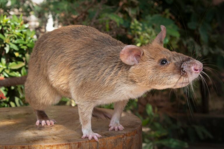 HERORAT MAGAWA RECEIVES AWARD FOR LIFE-SAVING BRAVERY • APOPO