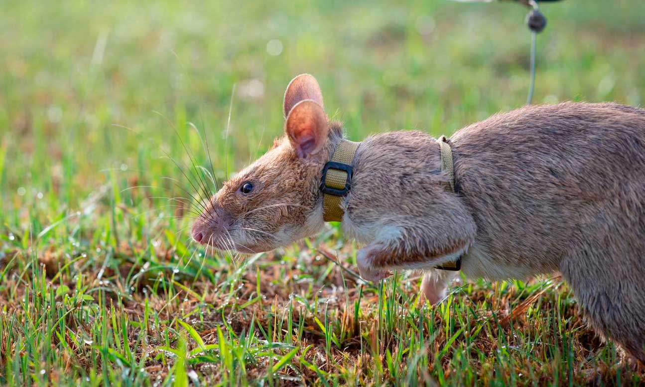 About APOPO's HeroRATs