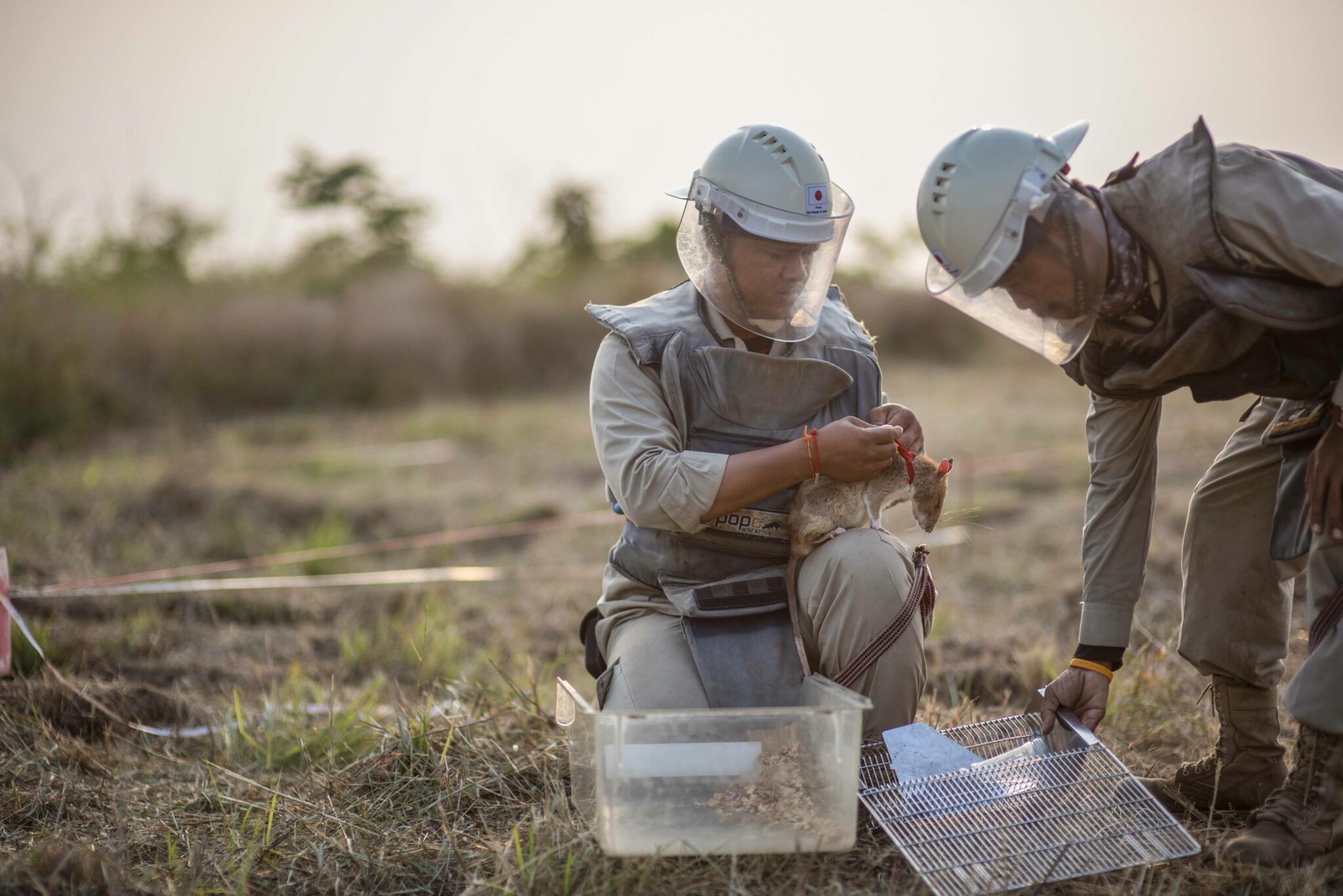 Speeding up landmine detection - APOPO