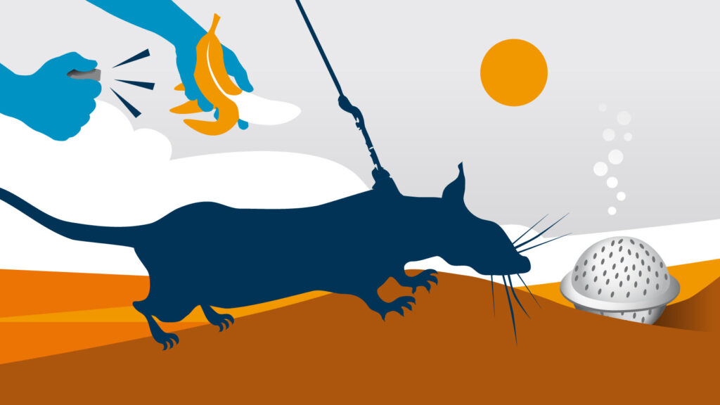 Landmine Detection Rat Training • APOPO