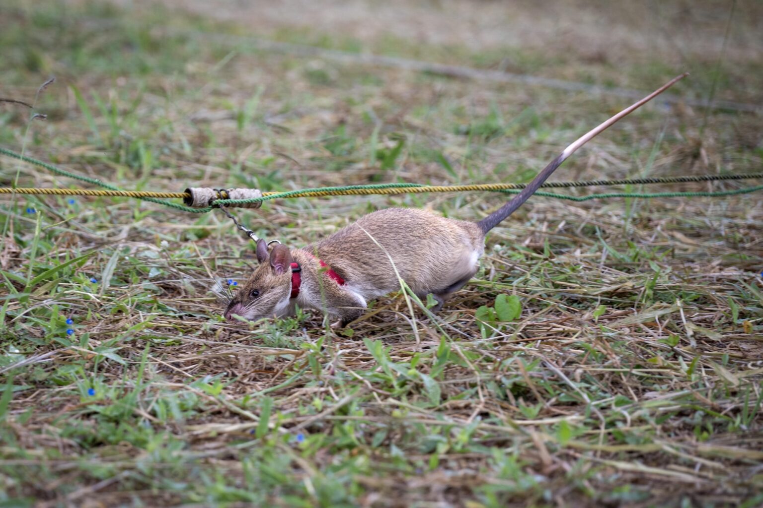 Adopt APOPO HeroRAT Baraka