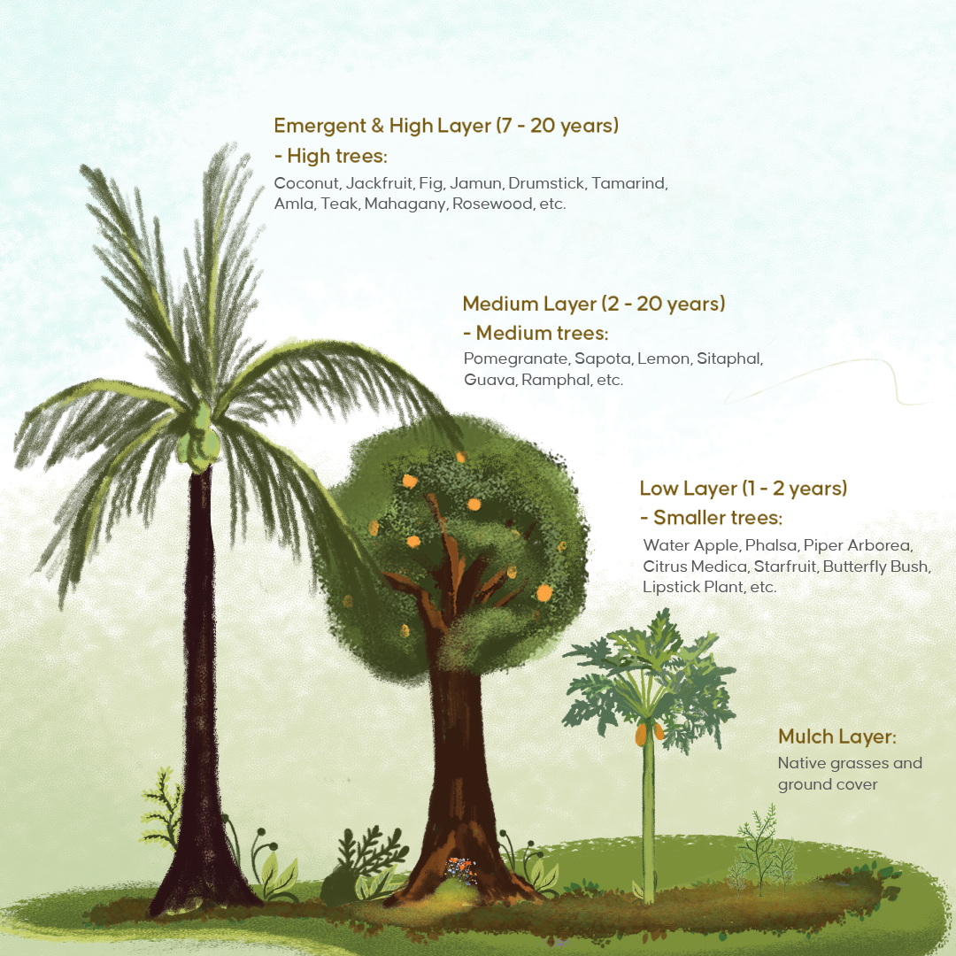 Syntropic Agroforestry • APOPO