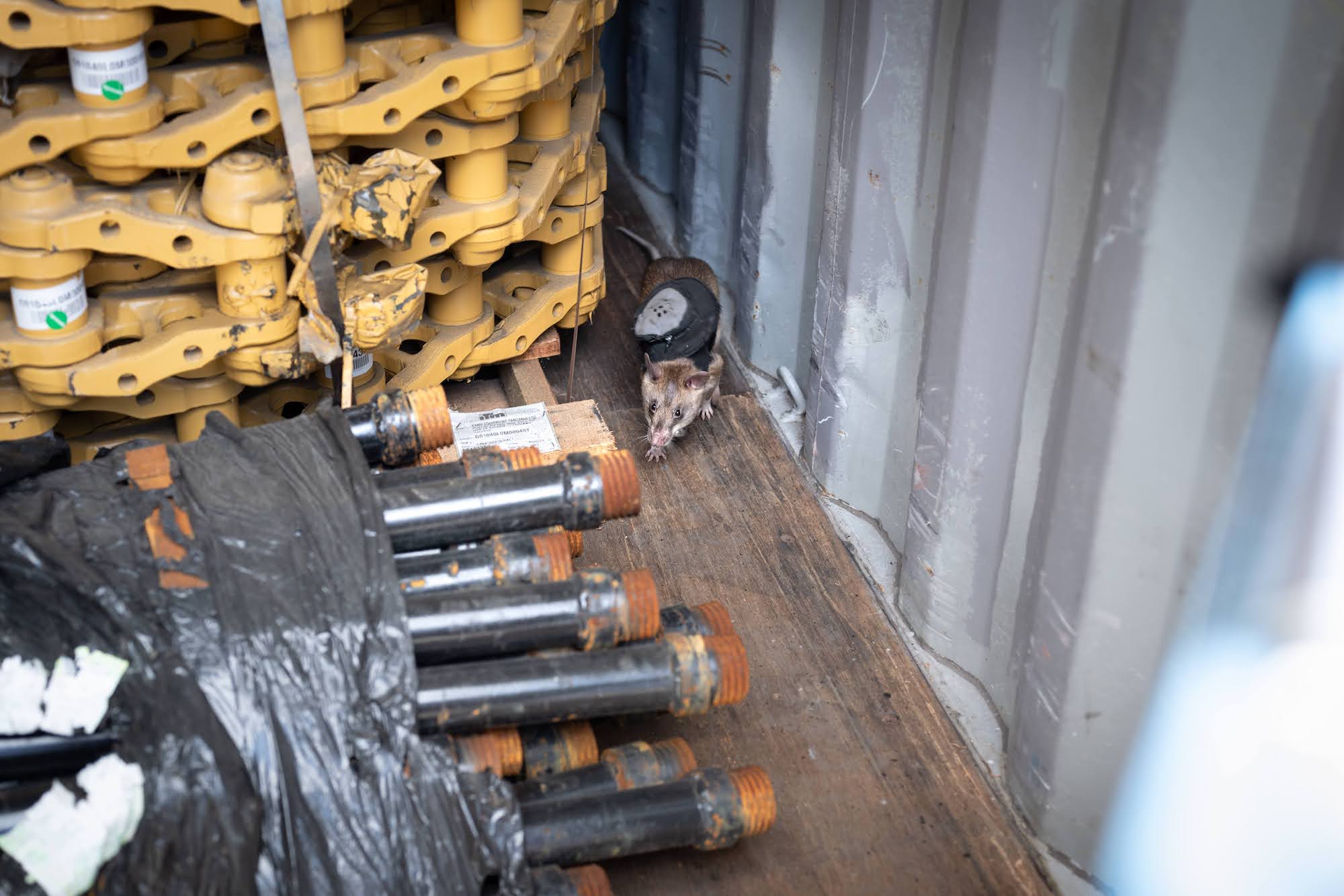 APOPO’s Impact: Rats On The Frontline Of Wildlife Detection