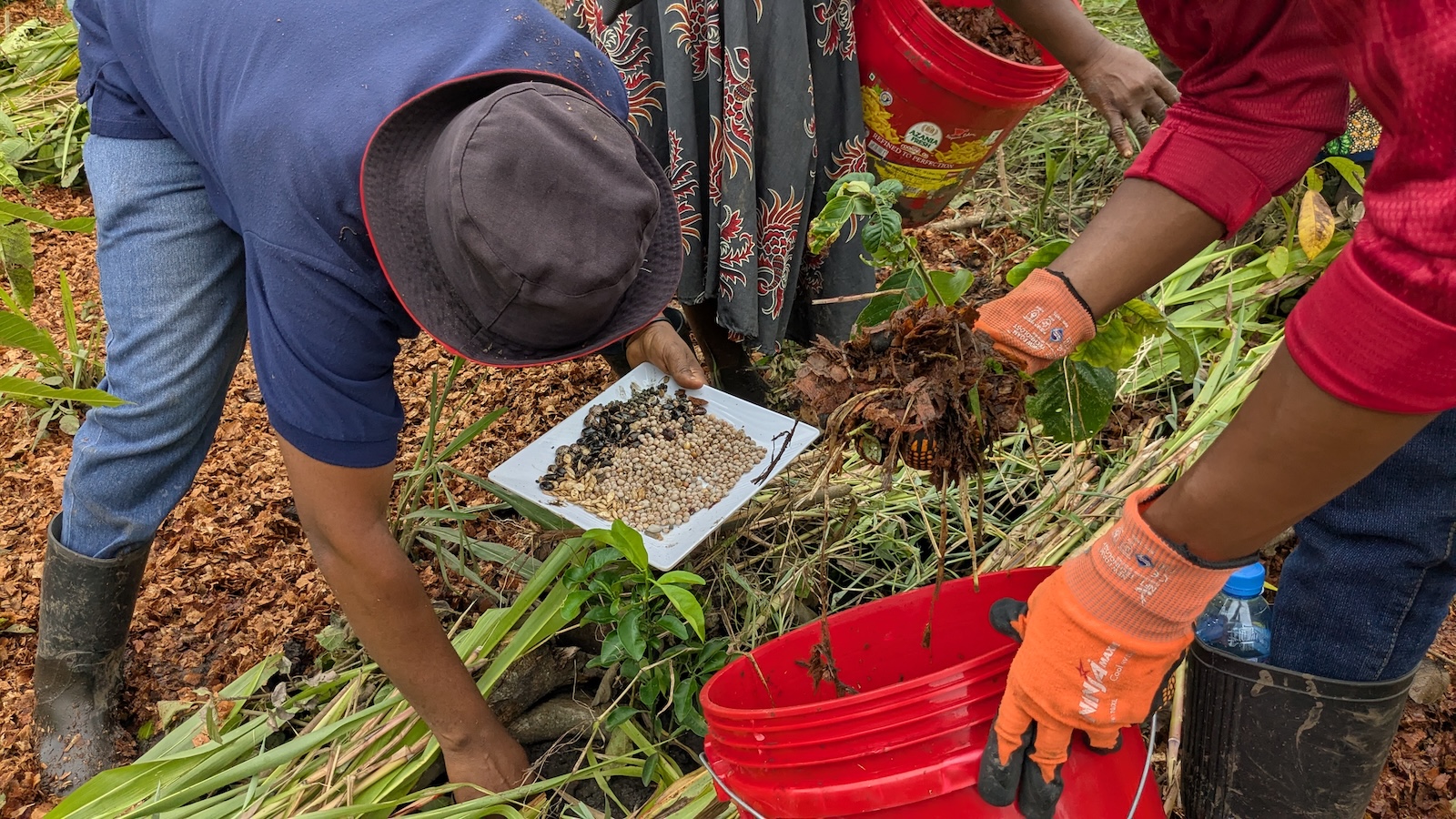 Syntropic Agroforestry Demonstration Plots Established In Tanzania’s ...